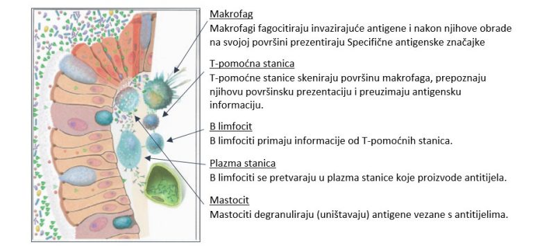 Sindrom propusnog crijeva (Leaky Gut Syndrome) - Poliklinika Bonifarm